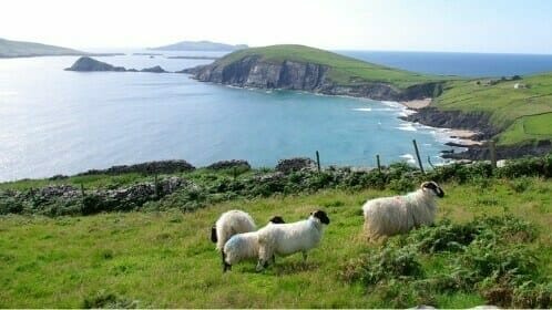 Hiking Ireland - Dingle Way Walking Tours - Hiking the Dingle Way