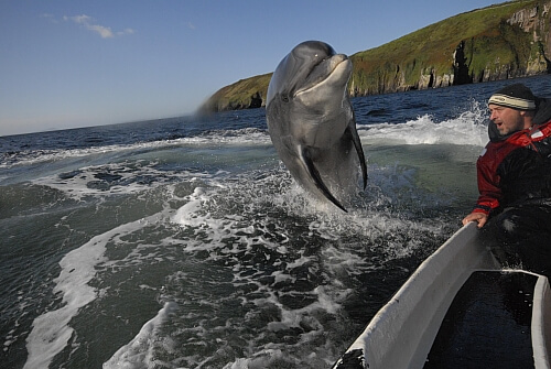 Whale & Dolphin Watching in Ireland - Hillwalk Tours Self-Guided Hiking ...