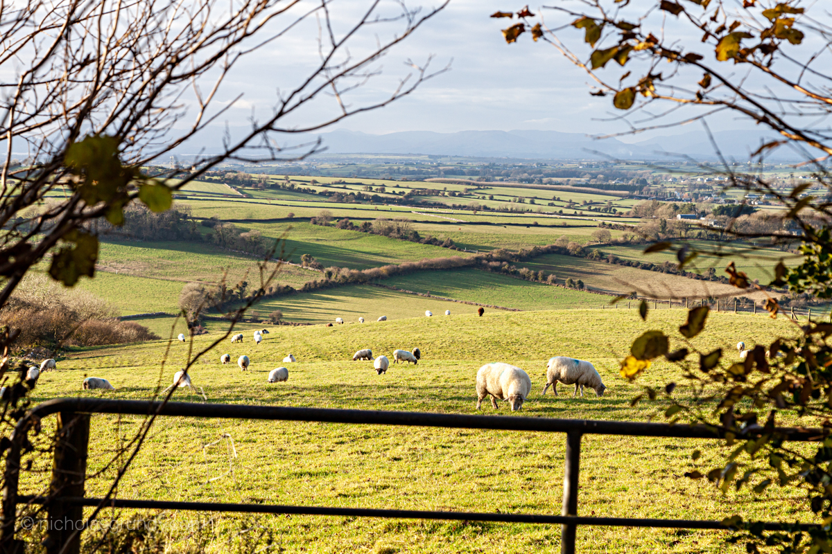 9 Facts about Irish Sheep - Hillwalk Tours Ireland - Sheep in Ireland