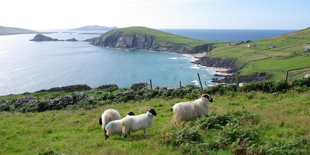 9 Facts about Irish Sheep - Hillwalk Tours Ireland - Sheep in Ireland