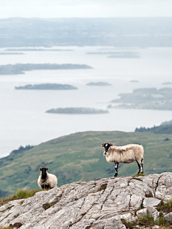 9 Facts about Irish Sheep - Hillwalk Tours Ireland - Sheep in Ireland